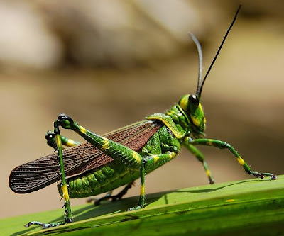 EL GABINETE: Orden ORTHOPTERA