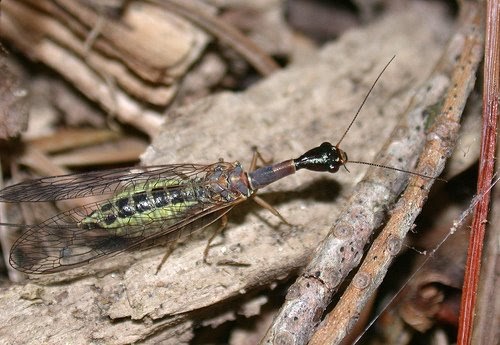 EL GABINETE: Orden RAPHIDIOPTERA