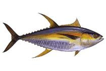 Pesca em Angola: Peixes