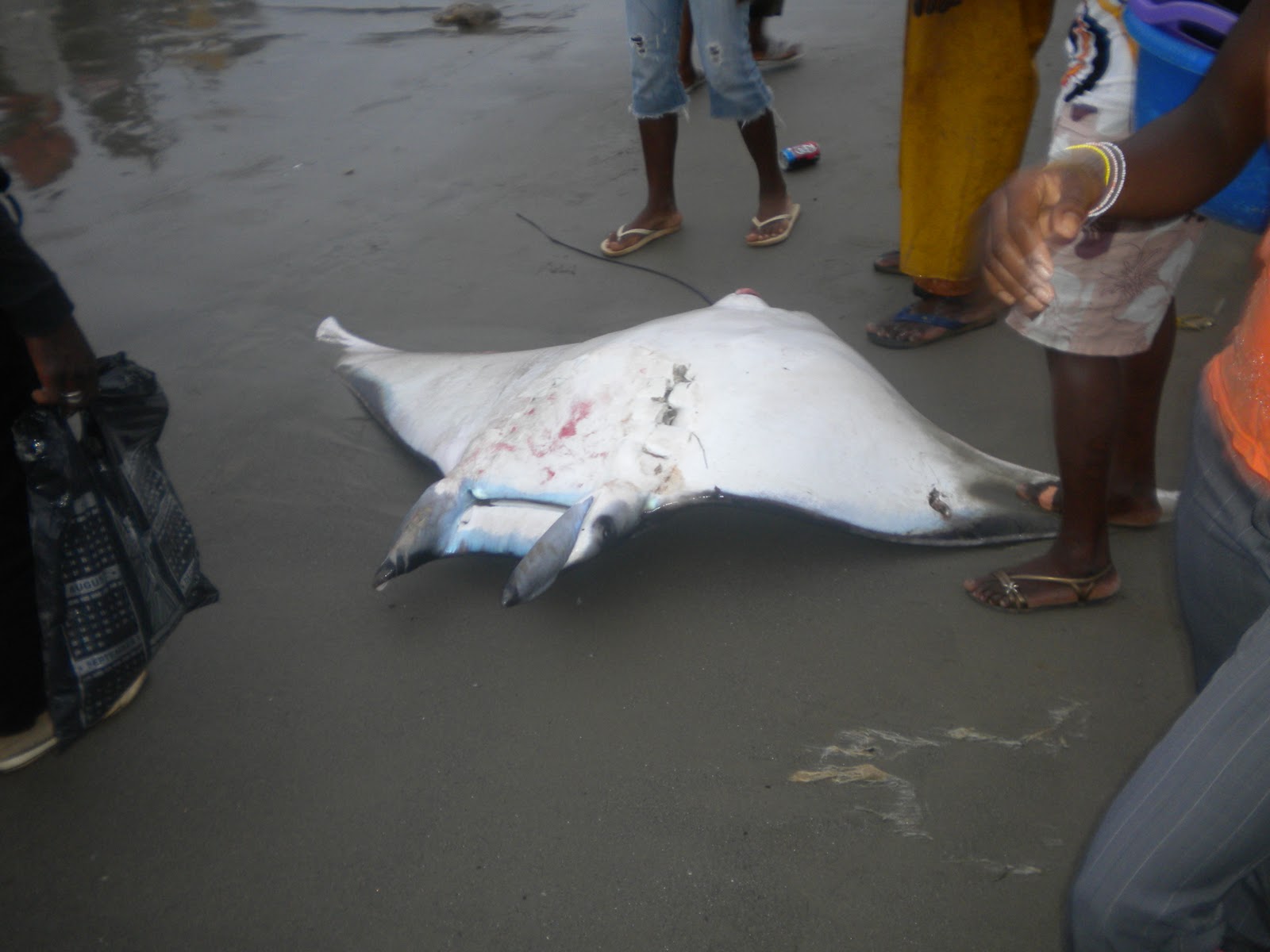 Pesca em Angola: Momentos