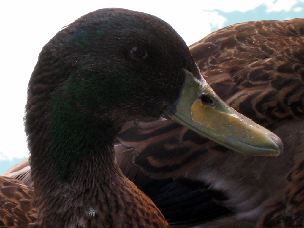 JAVI27: Pato, pato, pato...