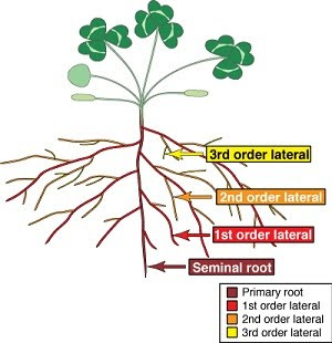 Sacre Bleu.: Plants and sensetivity to pain.