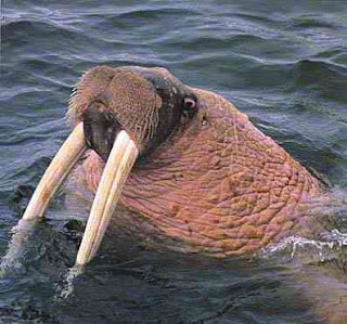 EL MARAVILLOSO MUNDO DE LOS ANIMALES: MORSA