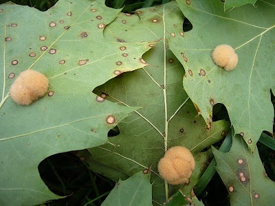 MucknMire: Fuzzy growth on underside of oak leaves