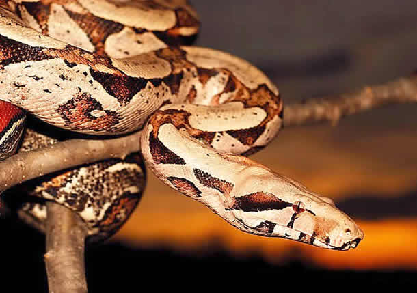 Vida Selvagem.: cobras
