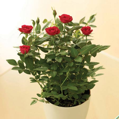 Cari Sini Sana: Tips of Growing Rose Plant in Tropical Lowlands