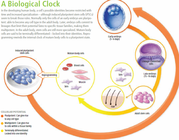 jWAN's Gallery: Biological Clock - بائیولوجیکل گھڑی