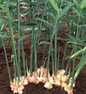 J-BioTech Herbal Sdn Bhd: Halia (Zingiber officinale)