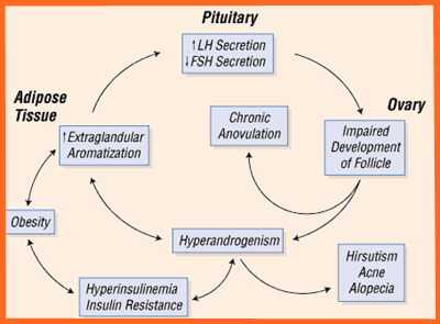 scarlettheights: Poly Cystic Ovarian Syndrome