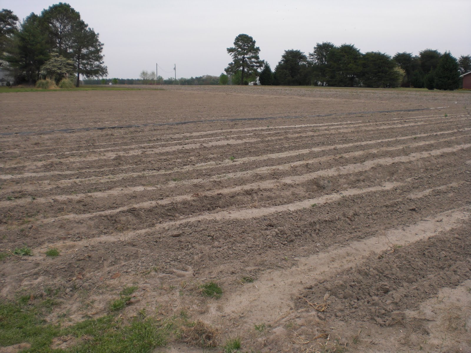 As Southern as Deviled Eggs and Pickle Trays: You Been Farming Long?