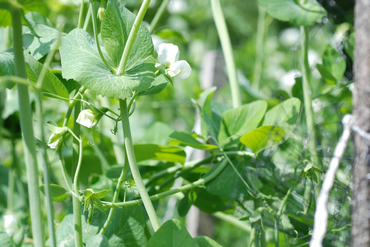Know Whey: Spring Pea Flan