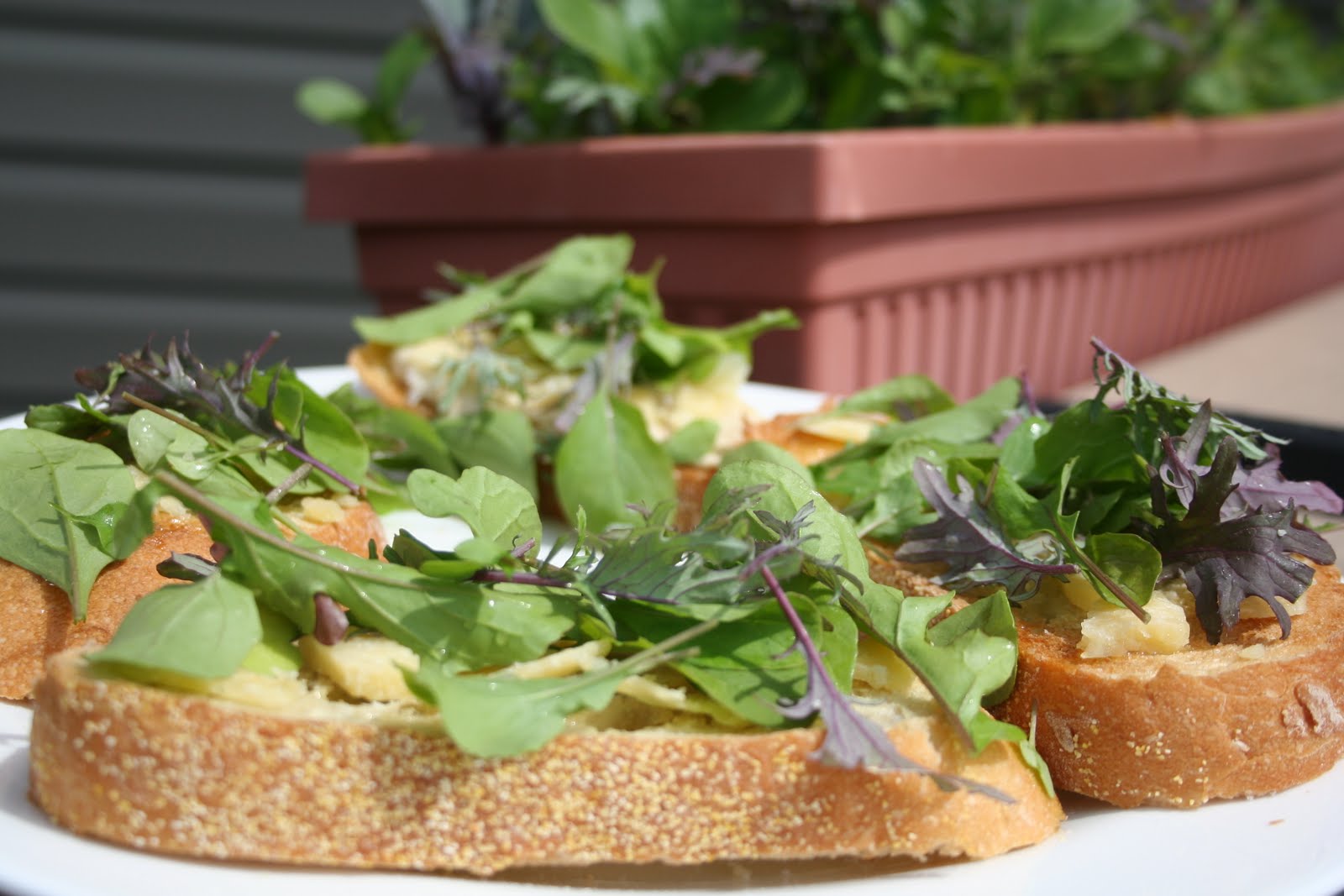 Hohl Foods: Arugula Rocket