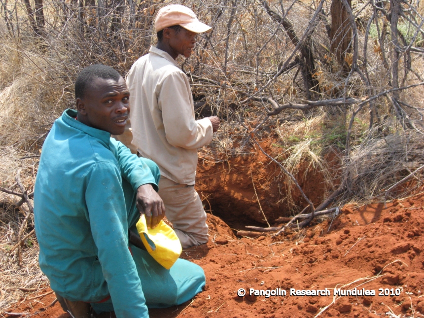 Pangolin Research Mundulea: Mapping Pangolin Feeding Sites in Mundulea