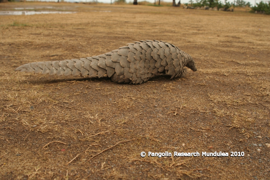 Pangolin Research Mundulea: 2010