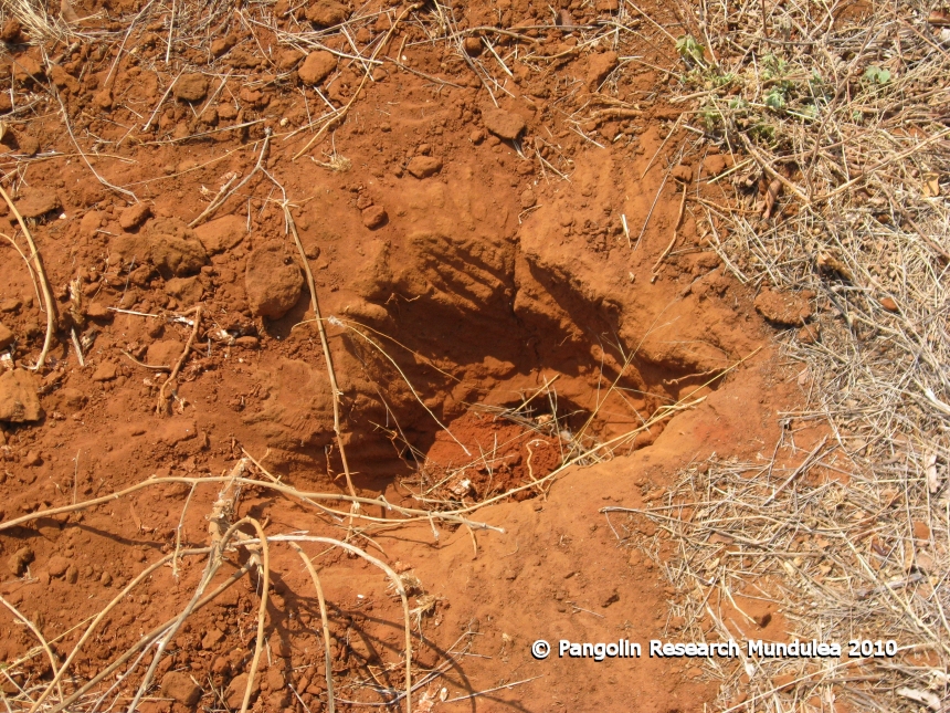 Pangolin Research Mundulea: Pangolin tracking in Mundulea- expert ...