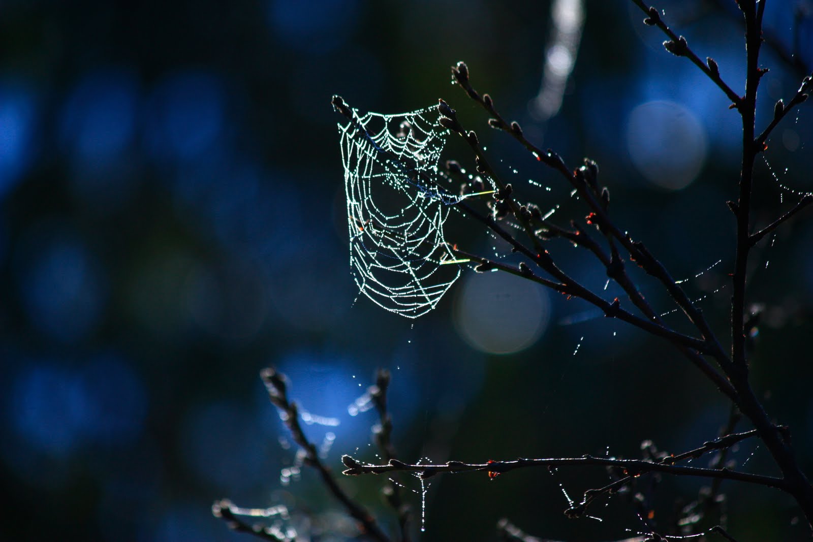 Thru my Sydney Eye: C is for cobwebs