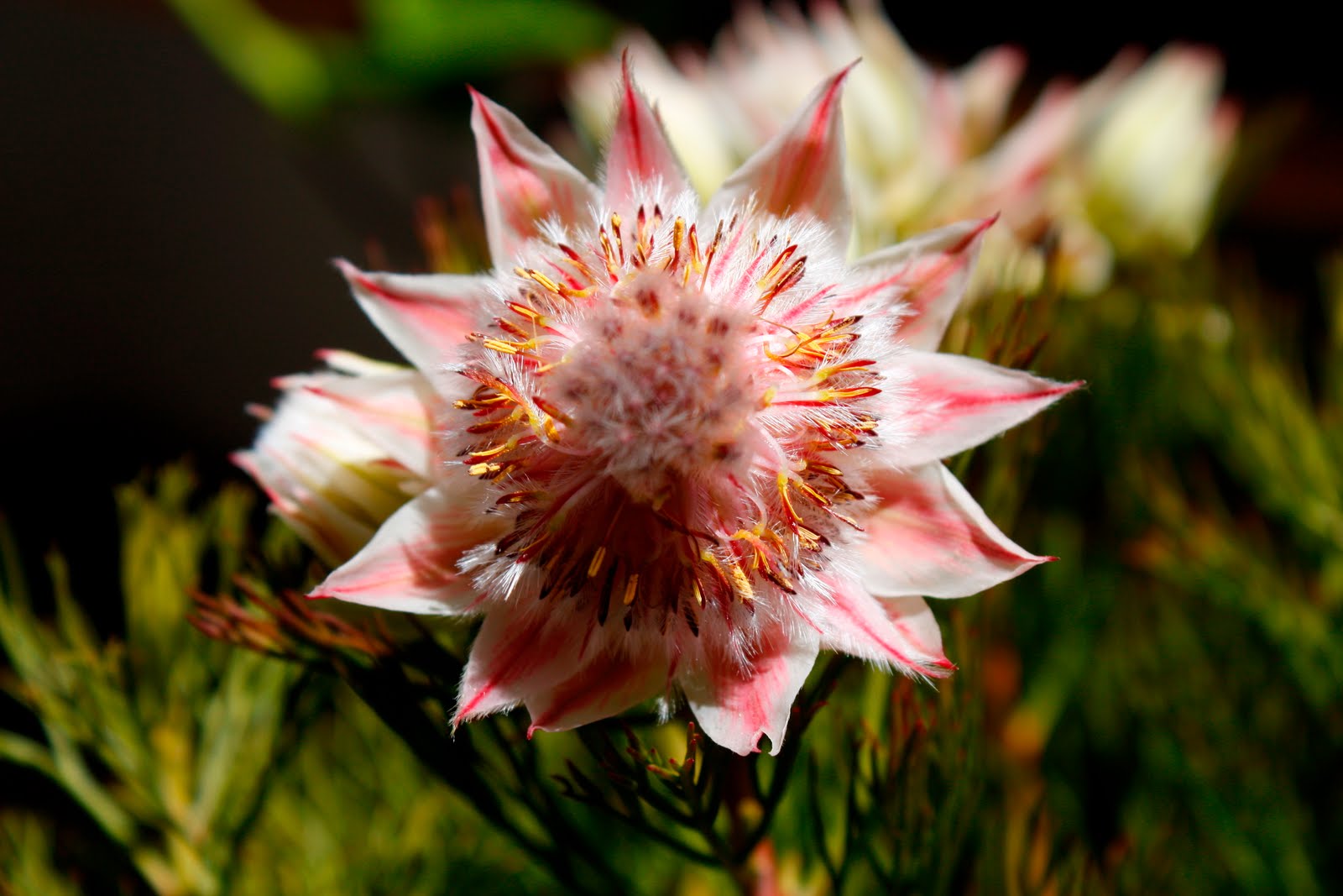 Dolwendee: A pretty pink Protea
