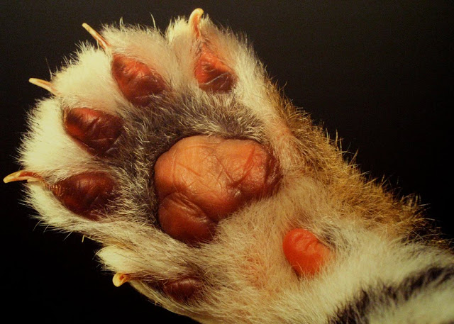 Gran Canaria "Un Paisaje por Descubrir" : marzo 2010