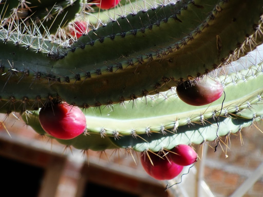 Fotografias Recordadas: Fruto do Mandacaru
