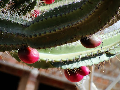 Fotografias Recordadas: Fruto do Mandacaru