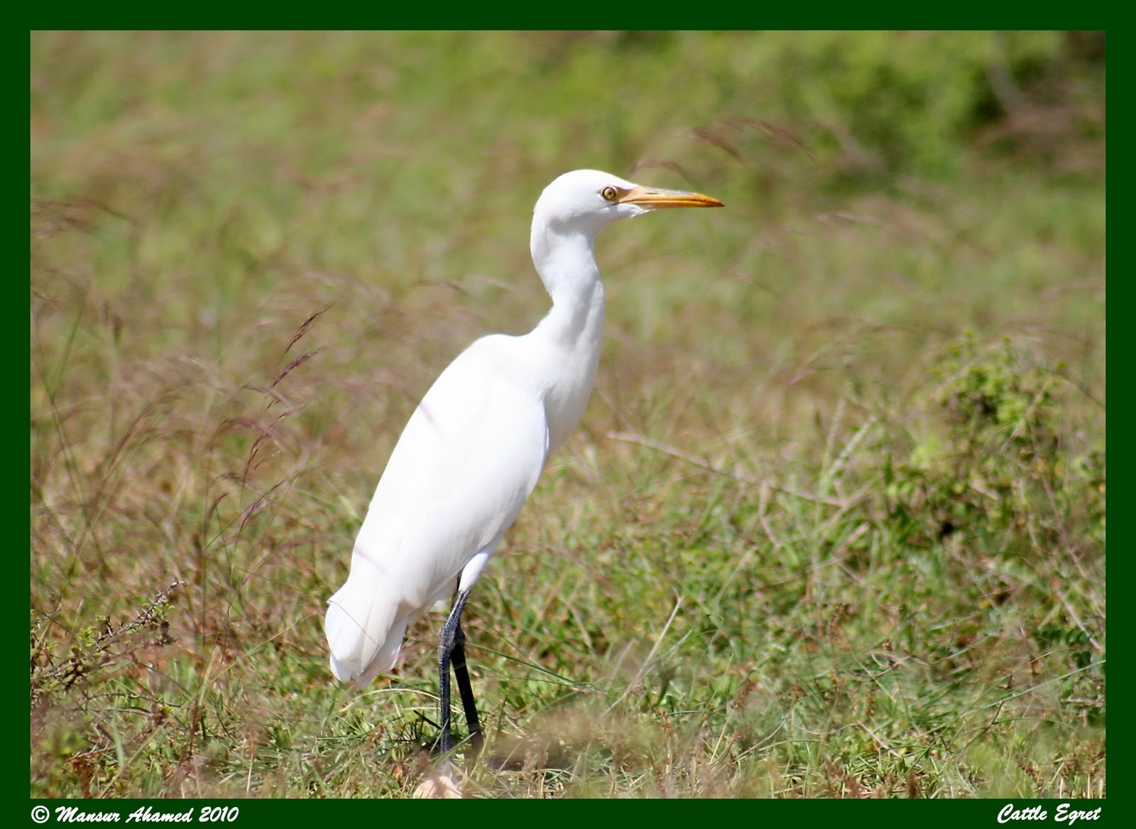 My Experience with Birds: Cattle Egret