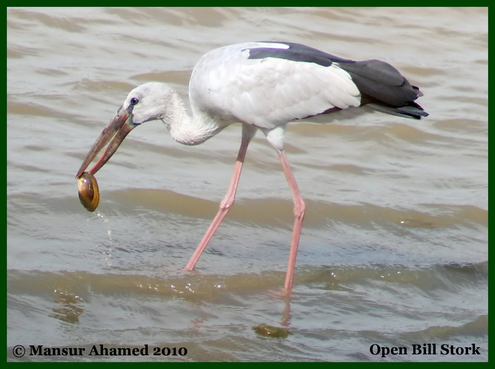 My Experience with Birds: Open Bill Stork or Asian Openbill