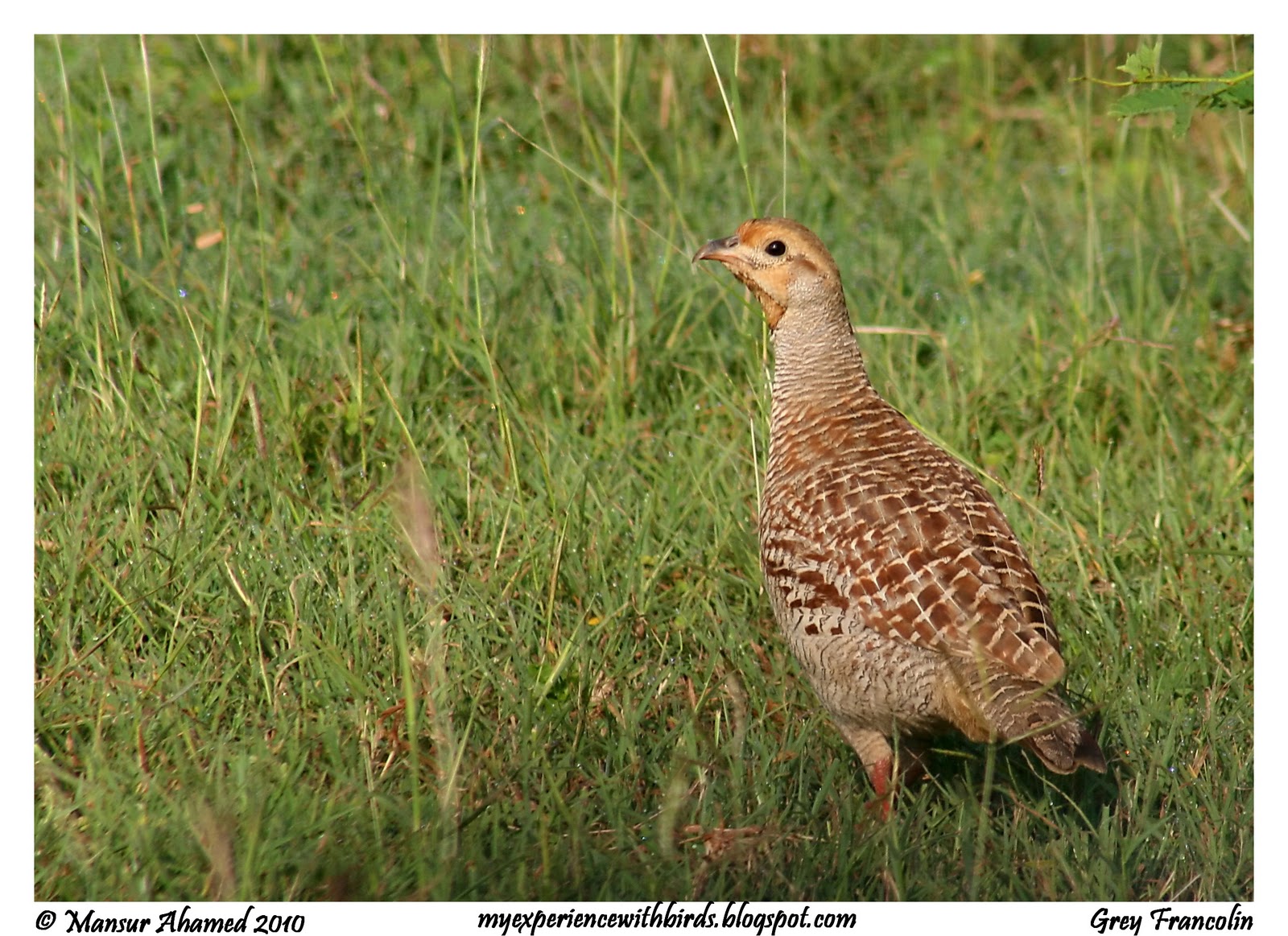 My Experience with Birds: Grey Francolin