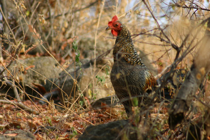 My Experience with Birds: Grey Jungle Fowl