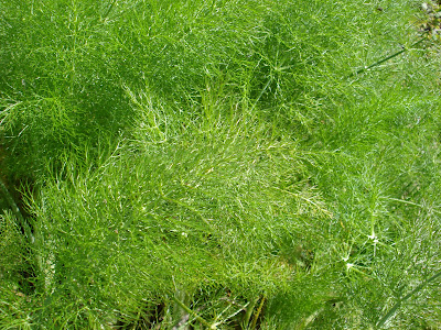 Canguçu em Cores: FUNCHO, ERVA-DOCE - Foeniculum vulgare Mill ...