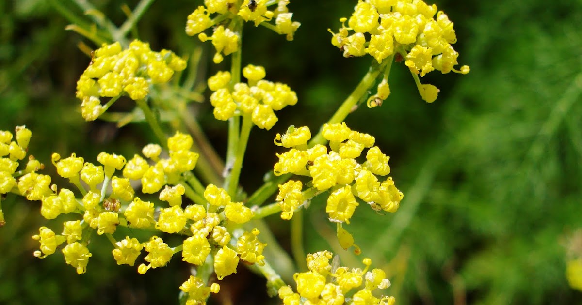 Canguçu em Cores: FUNCHO, ERVA-DOCE - Foeniculum vulgare Mill ...