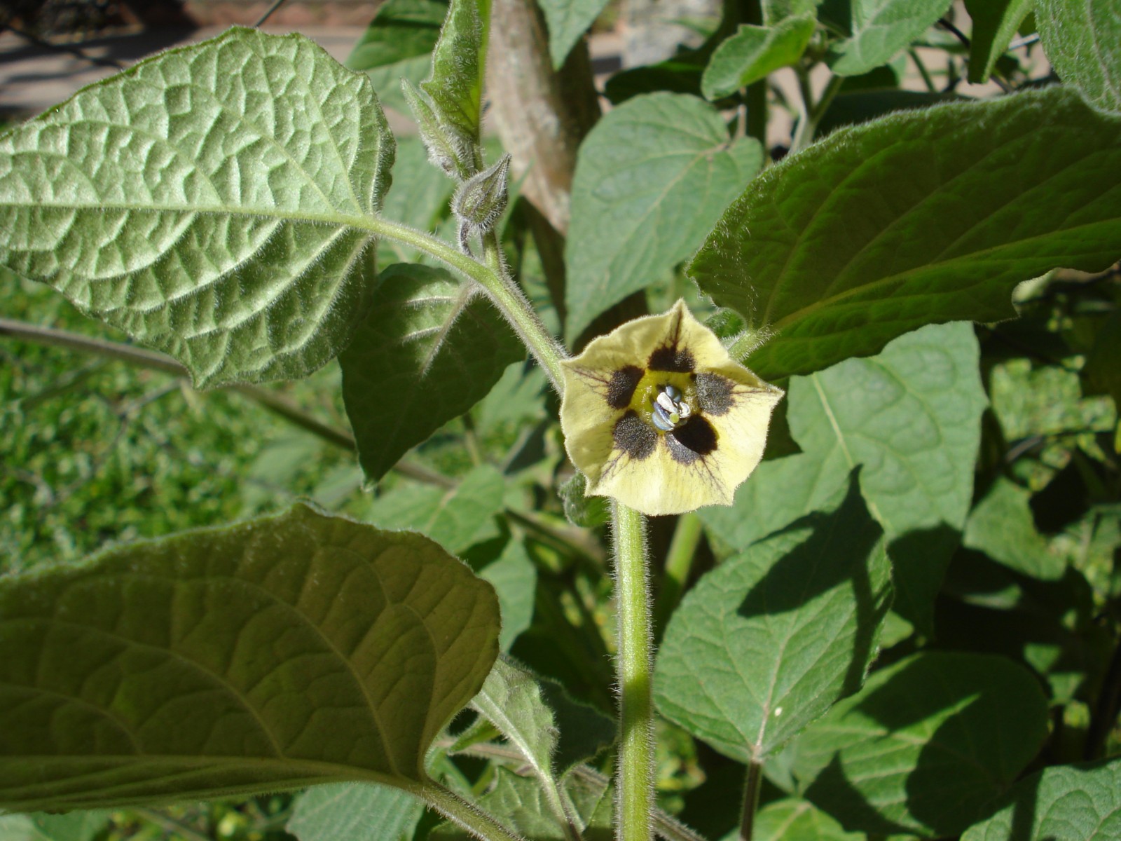 Canguçu em Cores: FISÁLIS - CAMAPU - PHYSALIS ANGULATA - Planta PANC ...