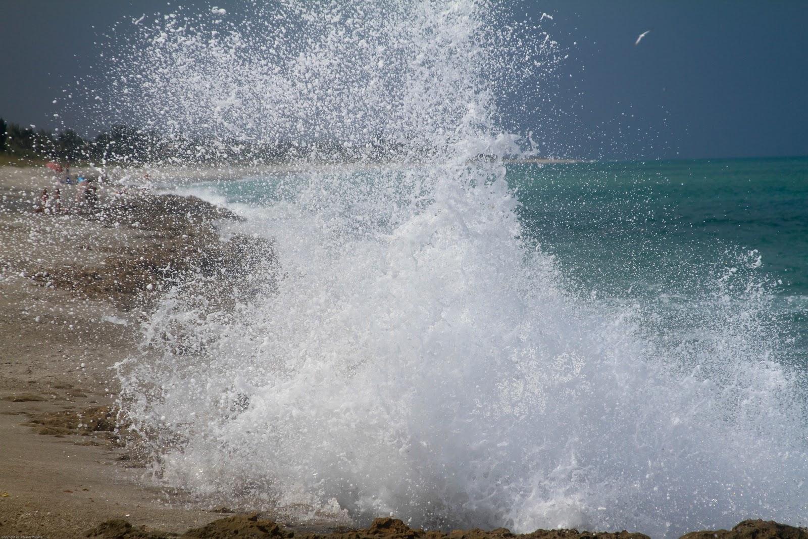 Wings & Wildflowers: Blowing Rocks Preserve, Jupiter FL