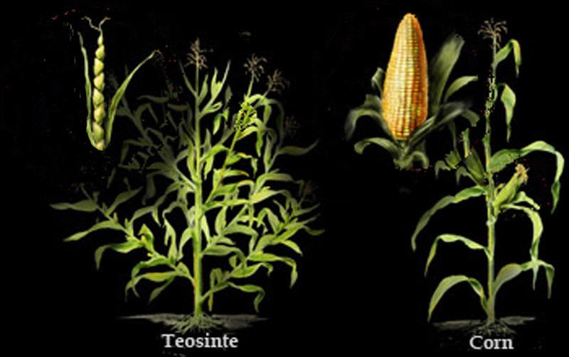 bensozia: Teosinte and Corn
