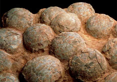 PALEONTOLOGICAL STUDIES OF SOUTH CAROLINA | Dinosaur Eggs: The Facts