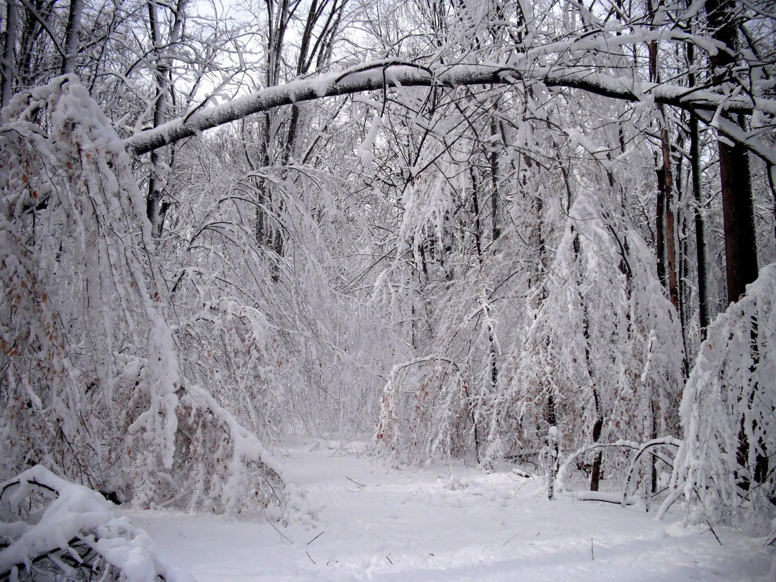 bensozia: The Forest in Winter