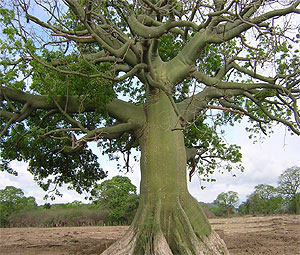 El Patriota Argentino: El Ceibo