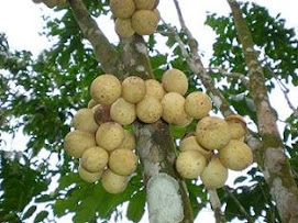 Welcome: Kampong Rampayan Kota Belud Jetty コタベルットランパヤン村の船着場。