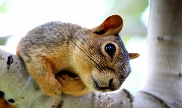 Colorado Lifestyle: Colorado Fox Squirrel: Friend or Foe?