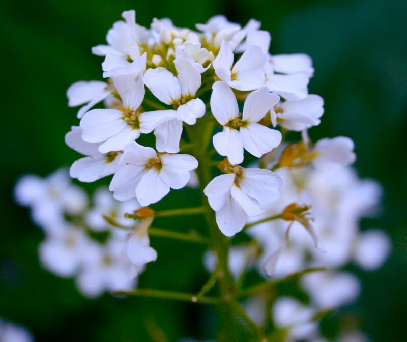 Colorado Lifestyle: Heartleaf Bittercress