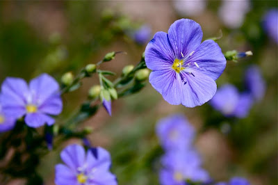 Blue Flax