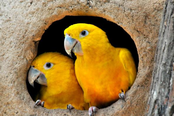 A zoologia do Amazonas: A diversidade da fauna Amazonica