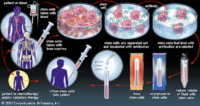 Stem Cell Enhancer: Introduction to Stem Cell and Types of Stem Cell ...