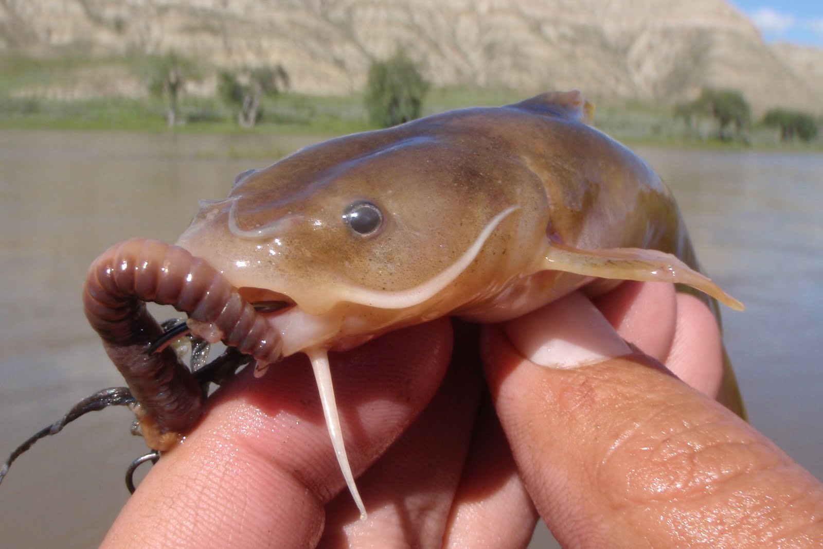 Montana Native Fish: Remember the Little Guys