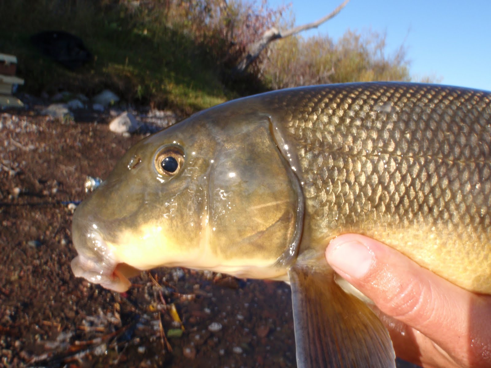 Montana Native Fish: Good to Be Home