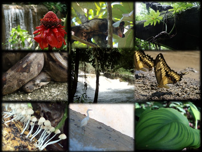 Selva Tropical Perennifolia