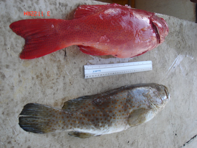 Kerapu Malaysia: Ikan-Ikan Kerapu Utama Di Malaysia