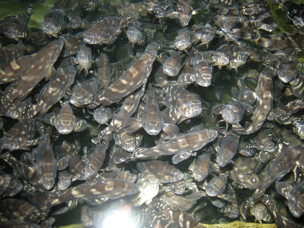 Malaysian Grouper Fishes: Tiger Grouper ~ Kerapu Harimau ~ Epinephelus ...