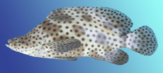 Kerapu Malaysia: Ikan-Ikan Kerapu Utama Di Malaysia