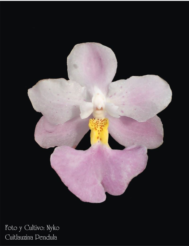 COOKARA ORQUÍDEAS: Cuitlauzina Pendula