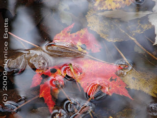 Janice Latisha Betts